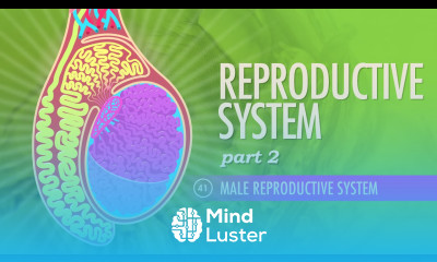 Learn Reproductive System Part 2 Male Reproductive System Crash Course ...
