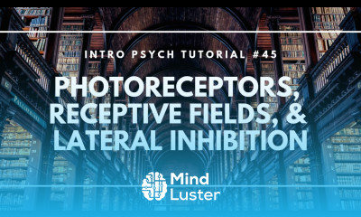 Learn Photoreceptors Receptive Fields and Lateral Inhibition Intro Psych Tutorial 45 - Mind Luster
