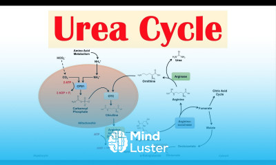 Learn Urea Cycle Purpose Enzymes Regulation - Mind Luster