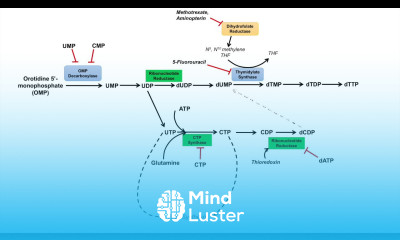 Learn Pyrimidine Synthesis and Salvage Pathway - Mind Luster