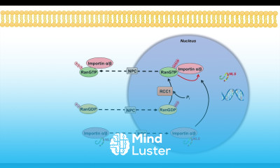 Learn Ran GTPase Cycle and Nuclear Transport Importins and Exportins ...