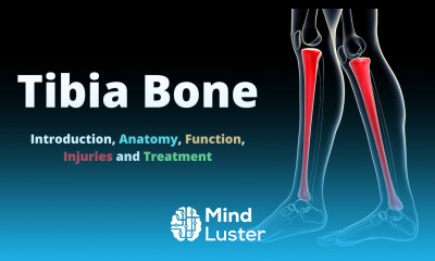 Learn Tibia Bone Introduction Anatomy Function Injuries and Treatment ...
