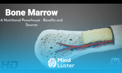 Learn Marrow Magic Exploring the Surprising Benefits and Rich Sources of Bone Marrow - Mind Luster