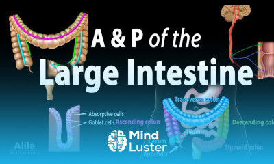 Learn Anatomy and Physiology of the Large Intestine Animation - Mind Luster
