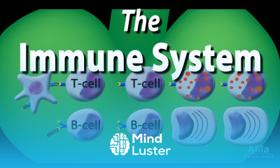 Learn The Immune System Overview Animation - Mind Luster