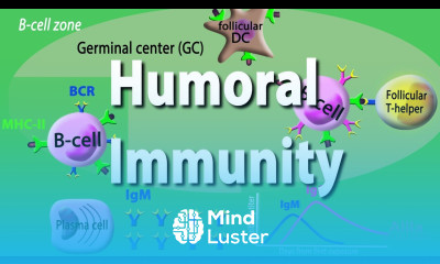 Learn Humoral Immunity Adaptive Immunity part 2 Animation - Mind Luster