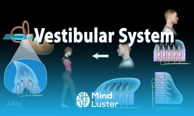 Learn The Vestibular System Animation - Mind Luster