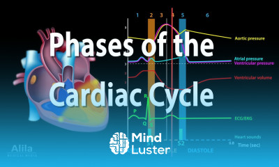 Learn The Cardiac Cycle Animation - Mind Luster