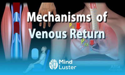 Learn Mechanisms of Venous Return Animation - Mind Luster