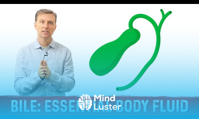 Learn BILE What is BILE and Where is it Produced – Dr Berg - Mind Luster