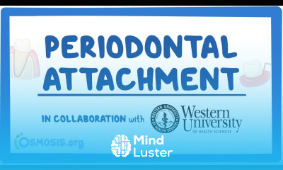 Learn Periodontal Attachment in Collaboration w Western University ...