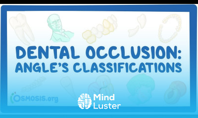 Learn Dental occlusion Angle s classifications - Mind Luster