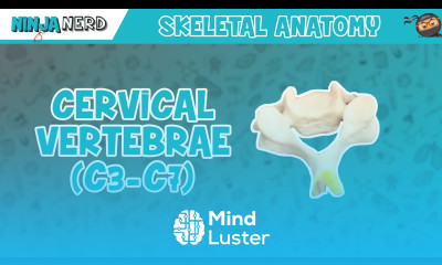 Learn Cervical Vertebrae C3 C7 Anatomy - Mind Luster