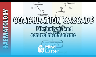 Learn Coagulation Cascade and Fibrinolysis clotting factors regulation ...