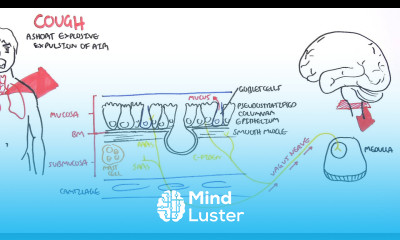 Learn Physiology of Coughing - Mind Luster