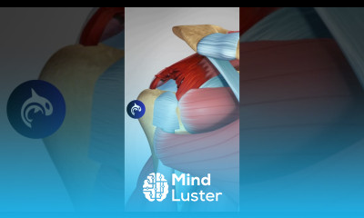 Learn Rotator Cuff Tear and Surgical Repair 3D Animation - Mind Luster