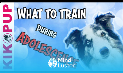 Learn What to train during adolescence Professional dog training - Mind Luster