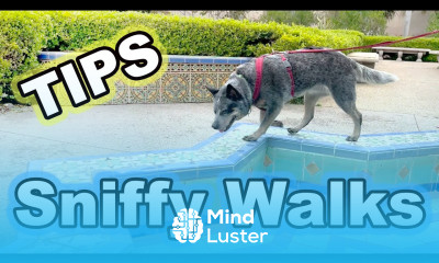 Learn What are sniffy walks Tips and video examples with my own dogs ...