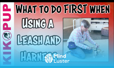 Learn What to do FIRST Getting Started with Leash Training - Mind Luster