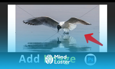 Learn How to Add Image in Photoshop - Mind Luster