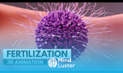 Learn How Fertilization happens 3D Animation - Mind Luster