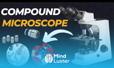 Learn Compound Microscope Parts and Functions - Mind Luster