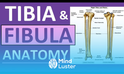 Learn Tibia and Fibula Anatomy of Leg Bones Anatomy Physiology - Mind ...