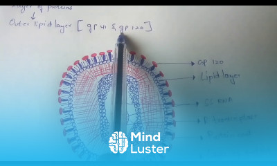 Learn STRUCTURE AND MECHANISM OF HIV BY PHANINDRA GUPTHA - Mind Luster