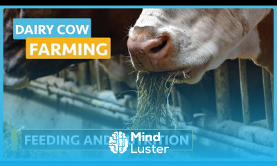 Learn Dairy Cow Farming Lesson 5 Feeding Nutrition - Mind Luster