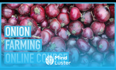 Learn Onion Farming Made Simple Learn the Essentials for a Successful ...