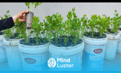 Learn Simple tips to grow celery quickly without watering Very delicious and nutritious food for ...