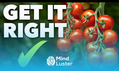 Learn Tomato Growing Masterclass My Blueprint to Success Every Time ...
