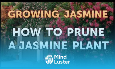 Growing Jasmine for beginners - Mind Luster