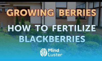 Learn How to Fertilize Blackberries - Mind Luster