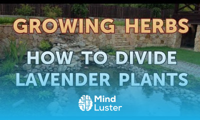 Learn How to Divide Lavender Plants - Mind Luster