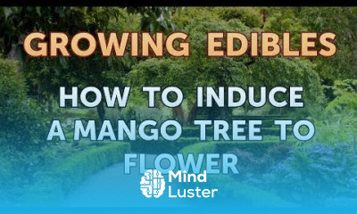 Learn How to Induce a Mango Tree to Flower - Mind Luster