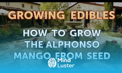 Learn How to Grow the Alphonso Mango From Seed - Mind Luster