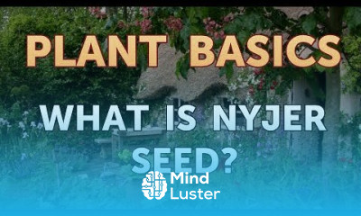 Learn What Is Nyjer Seed - Mind Luster