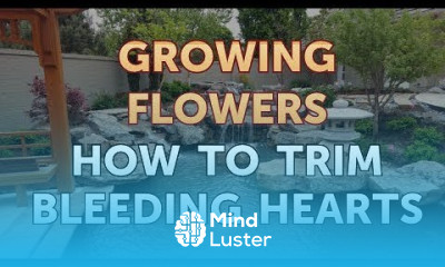 Learn How To Trim Bleeding Hearts - Mind Luster