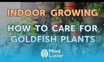 Learn How to Care for Goldfish Plants - Mind Luster
