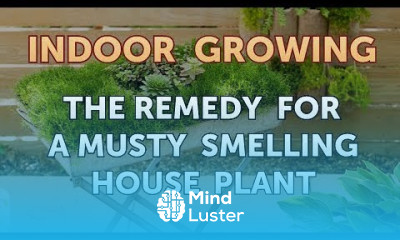 Learn The Remedy for a Musty Smelling House Plant - Mind Luster